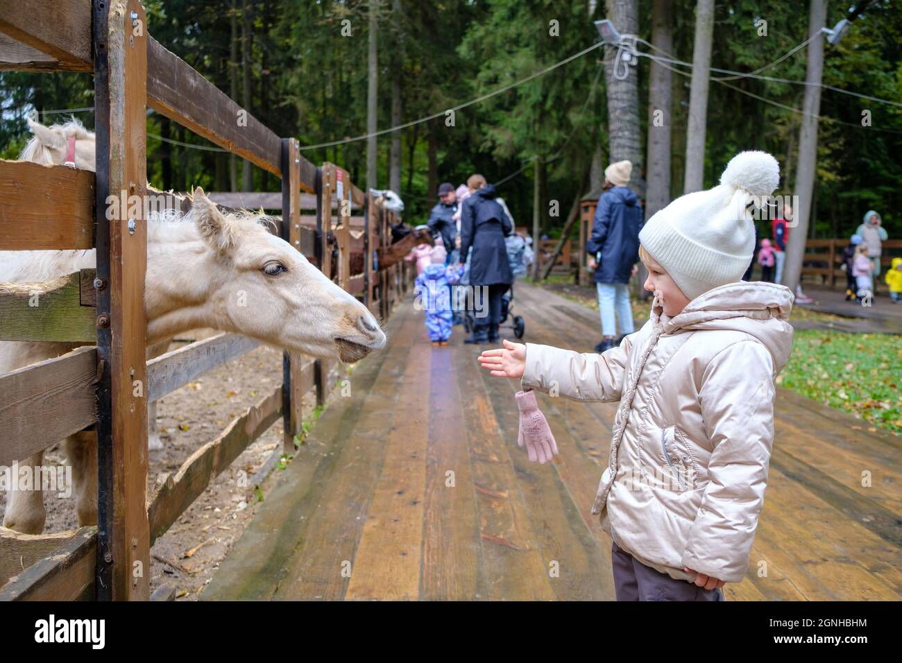 A small smiling child girl stretches out her hand to a white foal ...