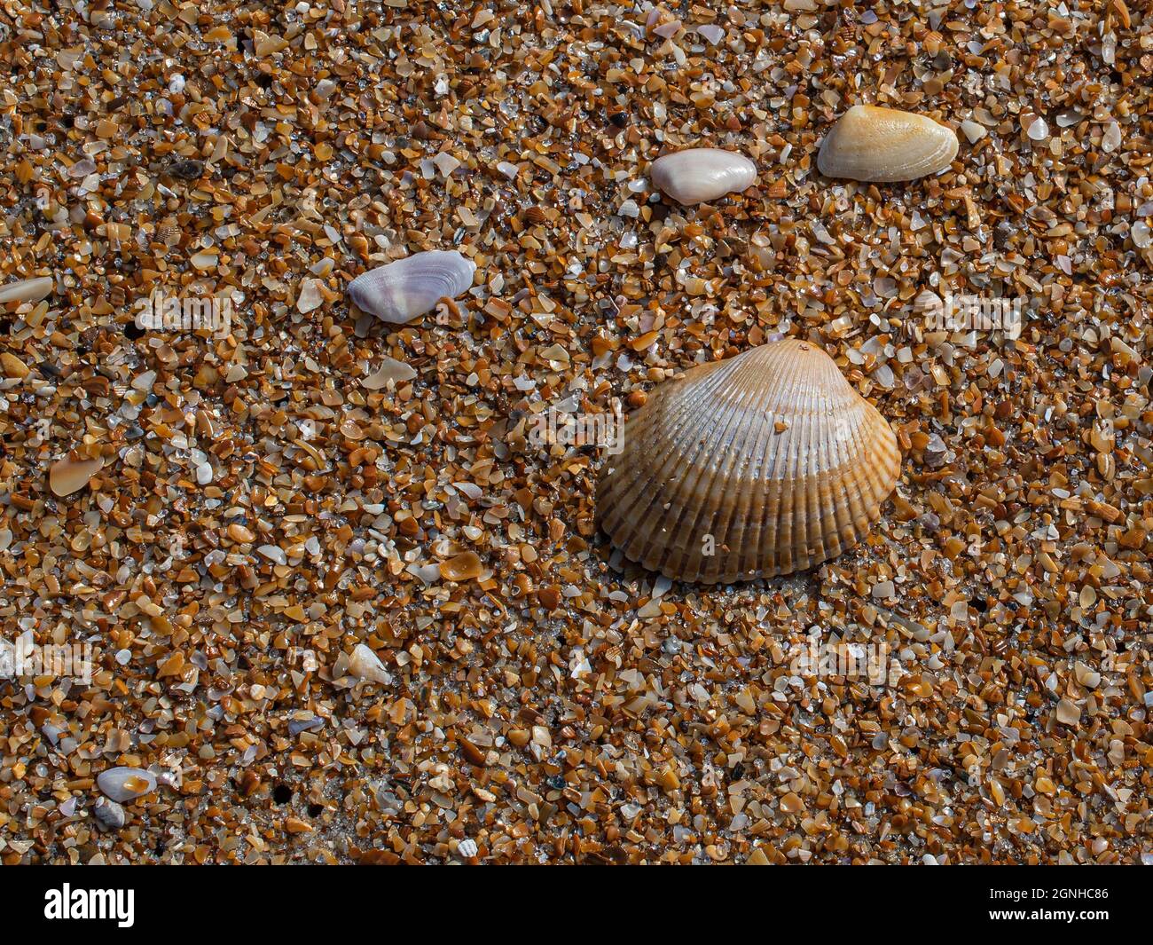 Macro Beach background of a scallop and coquina shells tossed on a ...