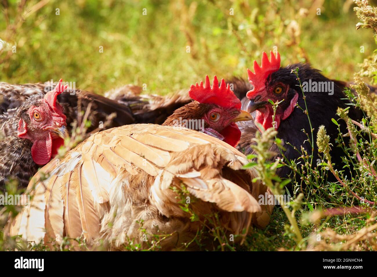 Three hens of different colors lie and rest on the green grass Stock ...