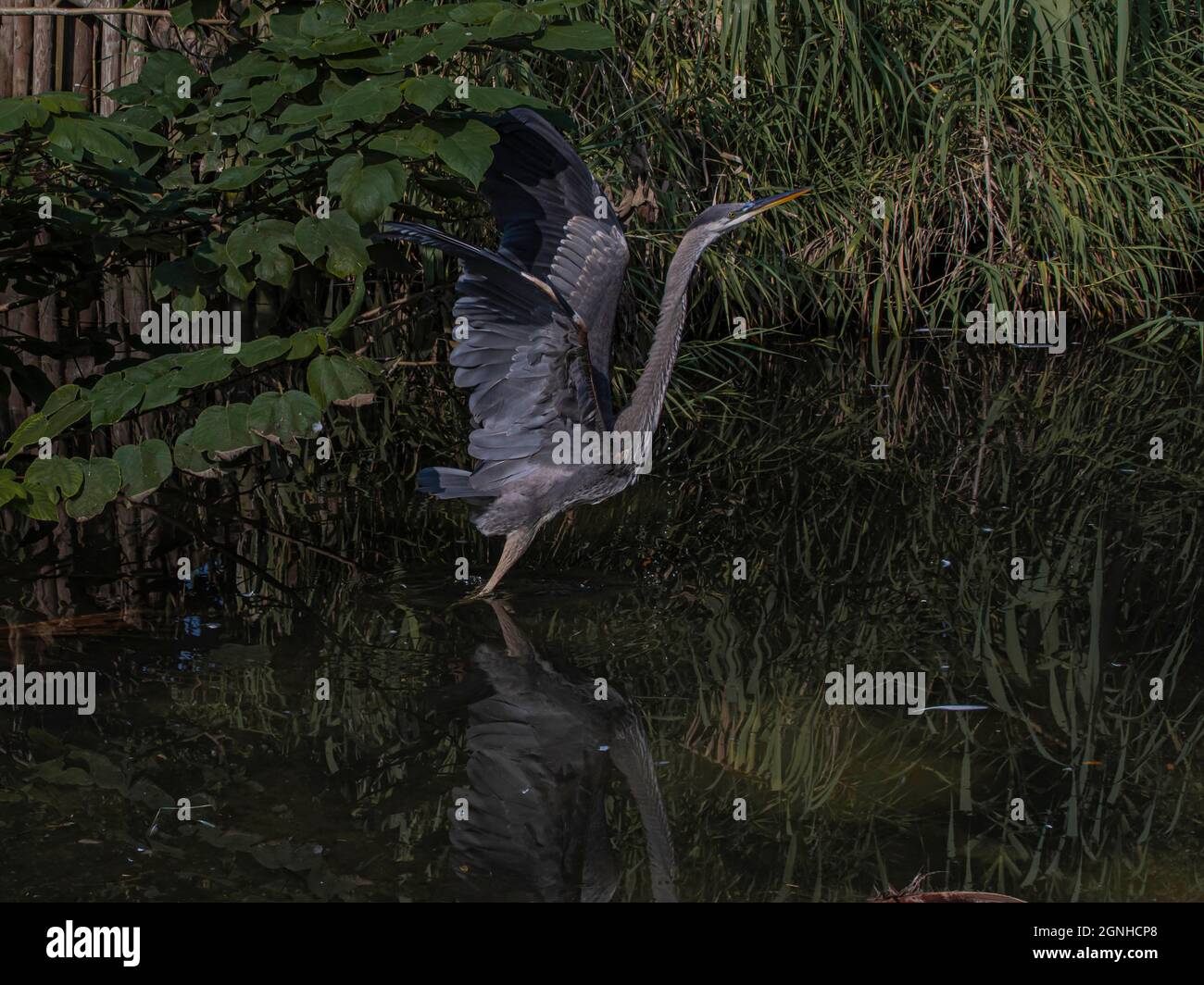 Juvenile great blue heron hi-res stock photography and images - Alamy