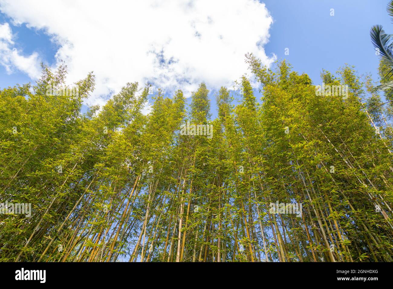 Fast growing trees hi-res stock photography and images - Alamy