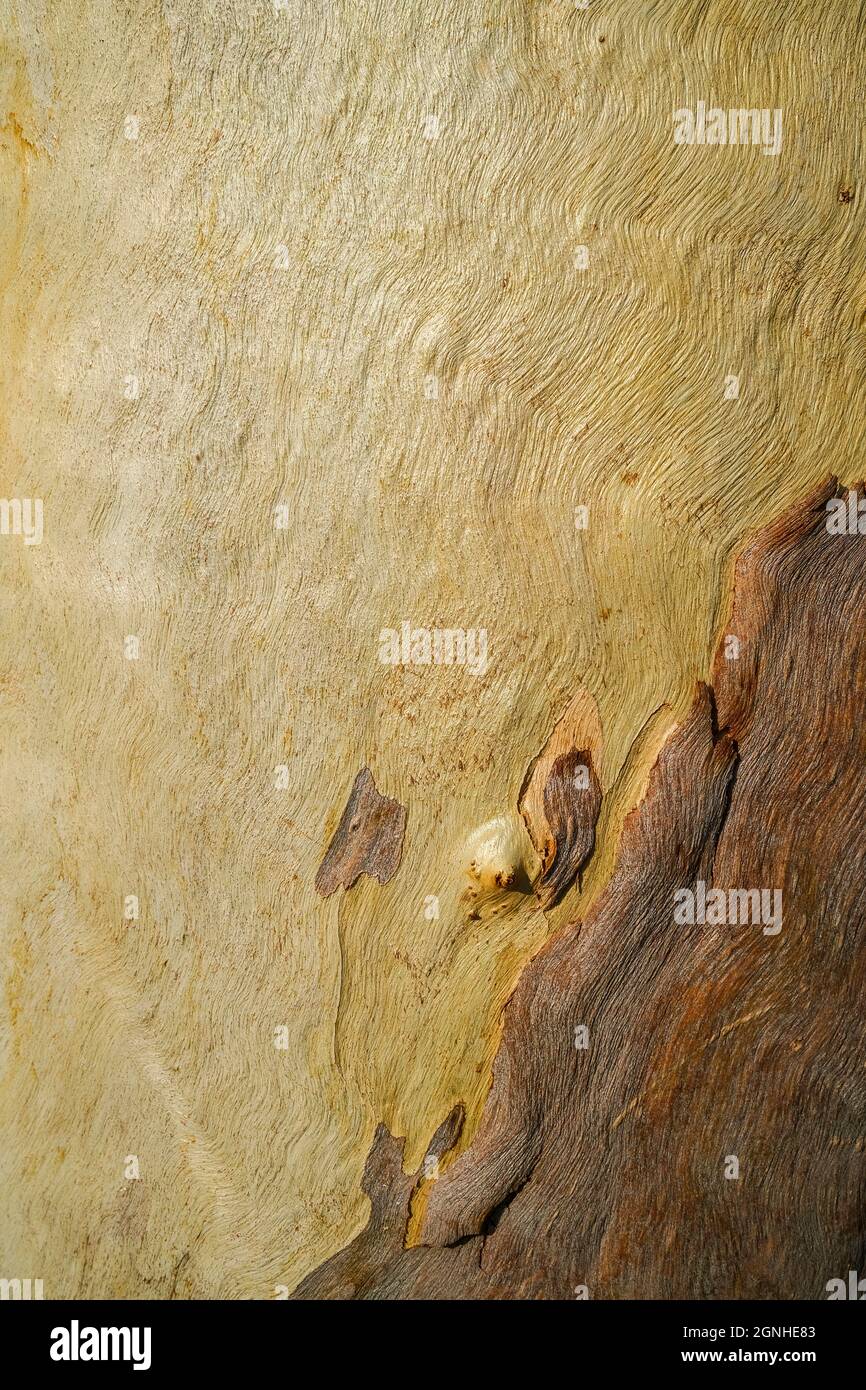 Closeup of Eucalyptus gum tree bark Stock Photo - Alamy