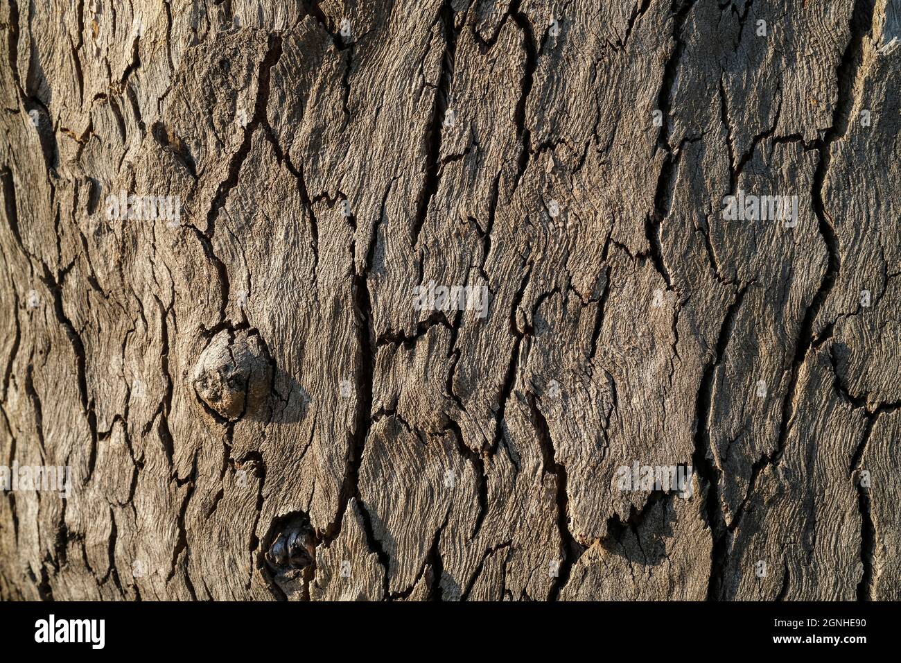 Closeup of Eucalyptus gum tree bark Stock Photo - Alamy