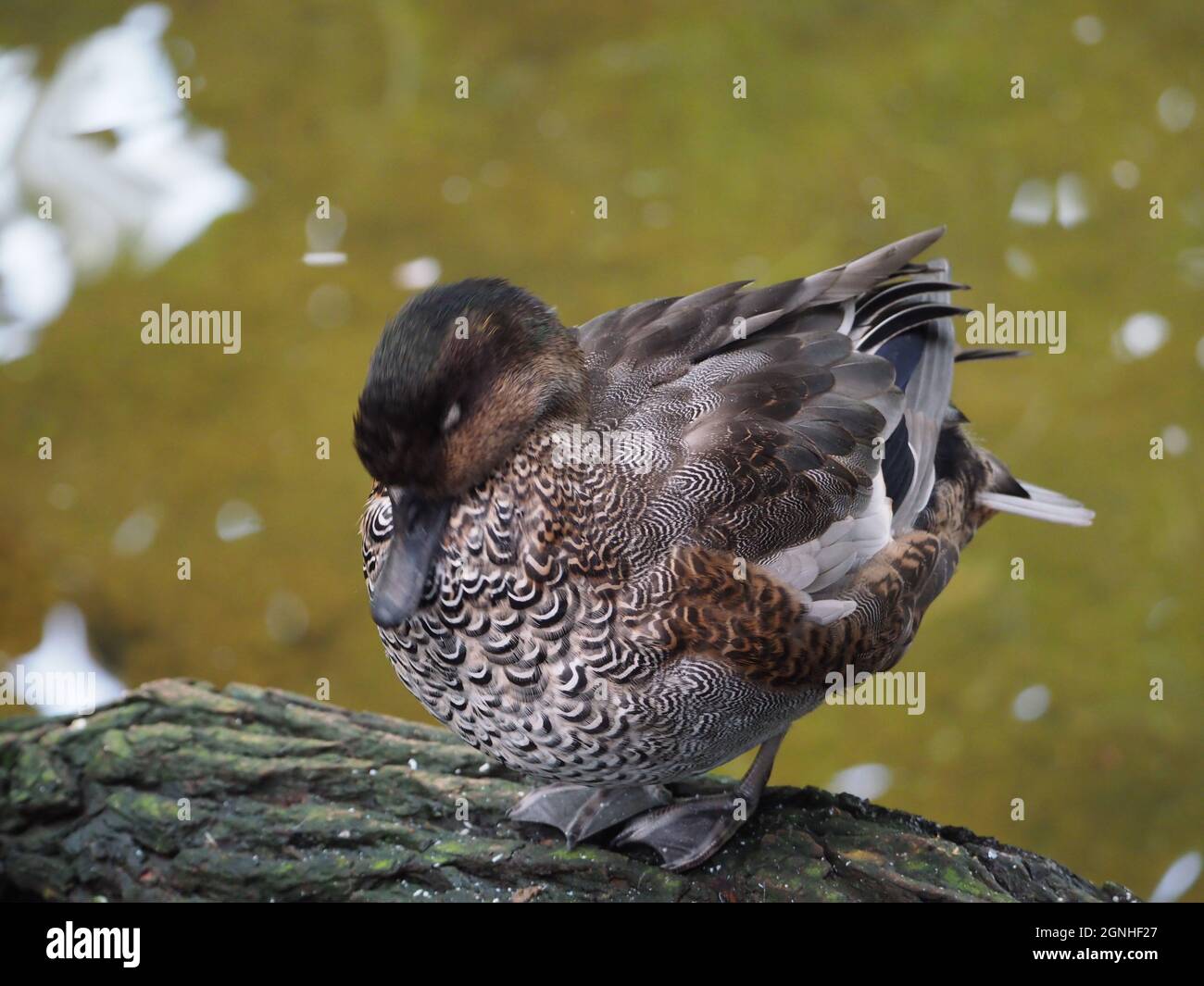 Duck tail feathers hi-res stock photography and images - Alamy