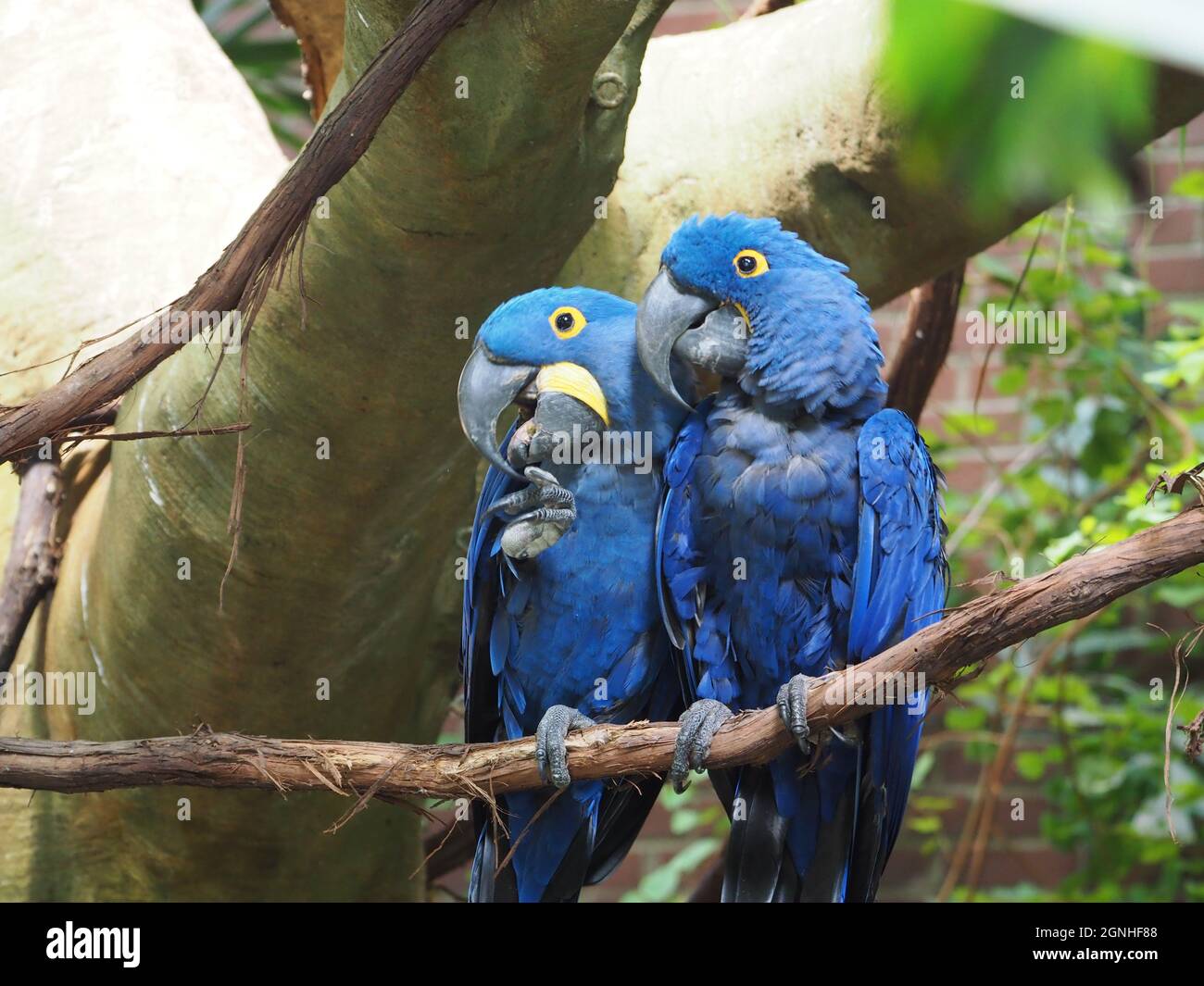 National Aviary - Pair of Blue Macaws Shoulder to Shoulder Stock Photo ...