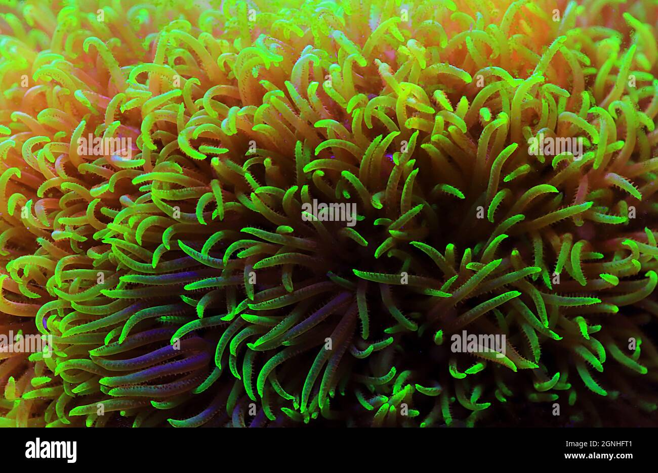 Green star polyp soft coral - briareum violaceum Stock Photo - Alamy