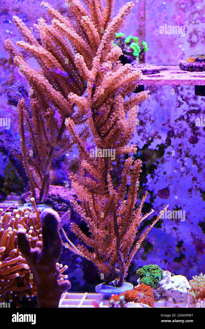 Gorgonian Coral