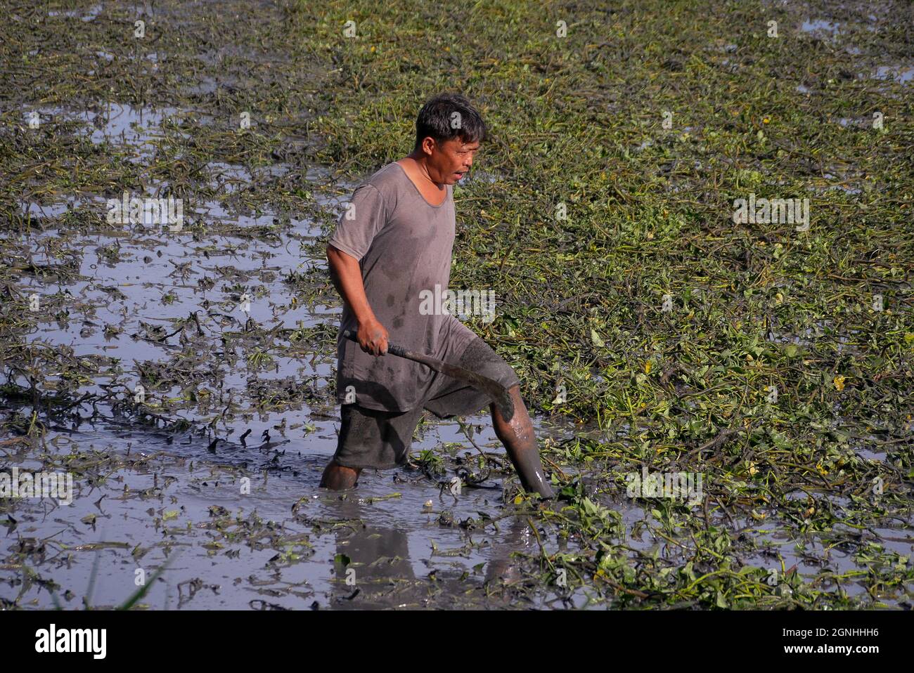 Taytay, Rizal, Philippines. 24th Sep, 2021. A farmer checks the plowed ...