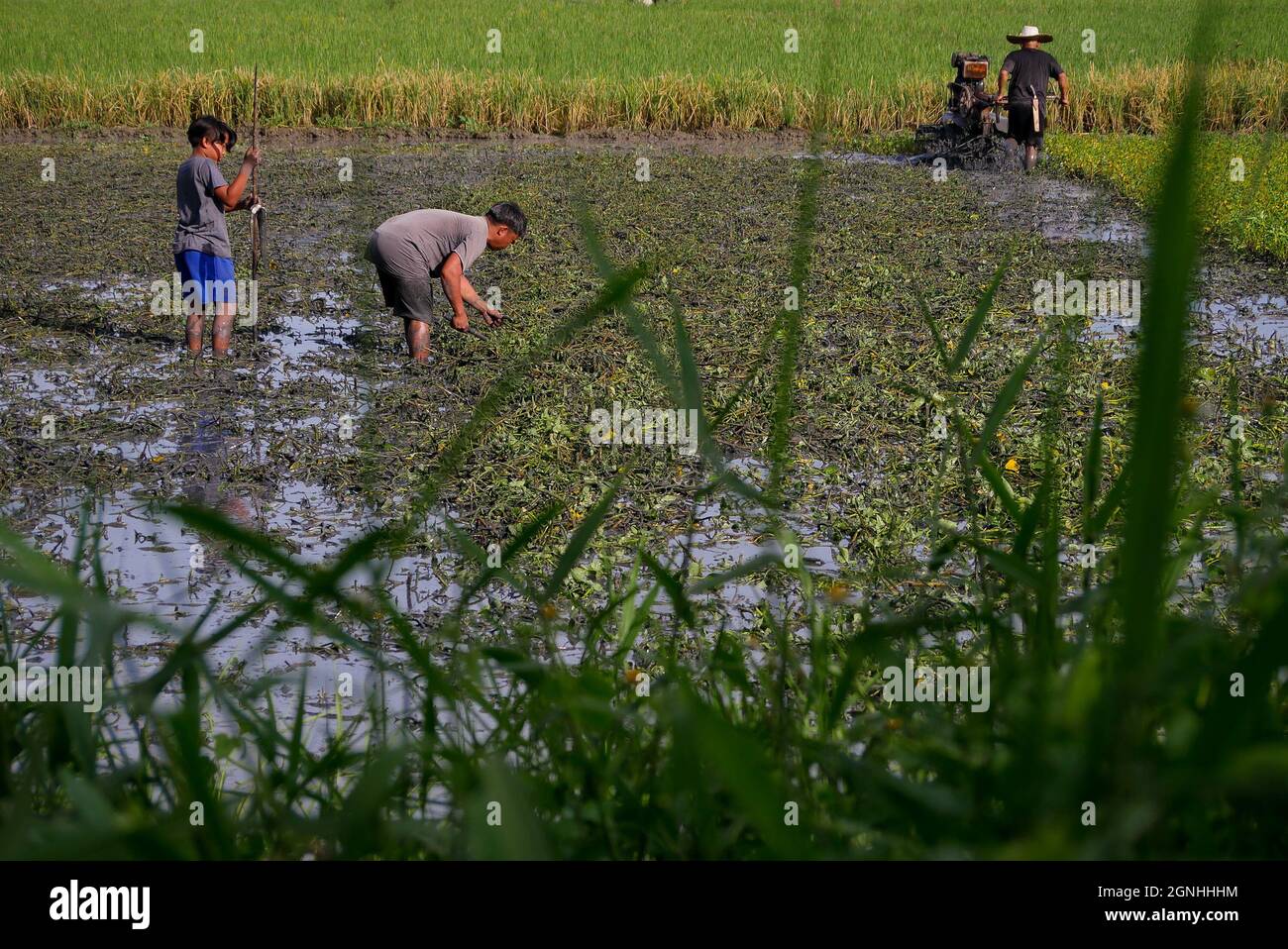 Taytay, Rizal, Philippines. 24th Sep, 2021. Two farmers and a boy on ...
