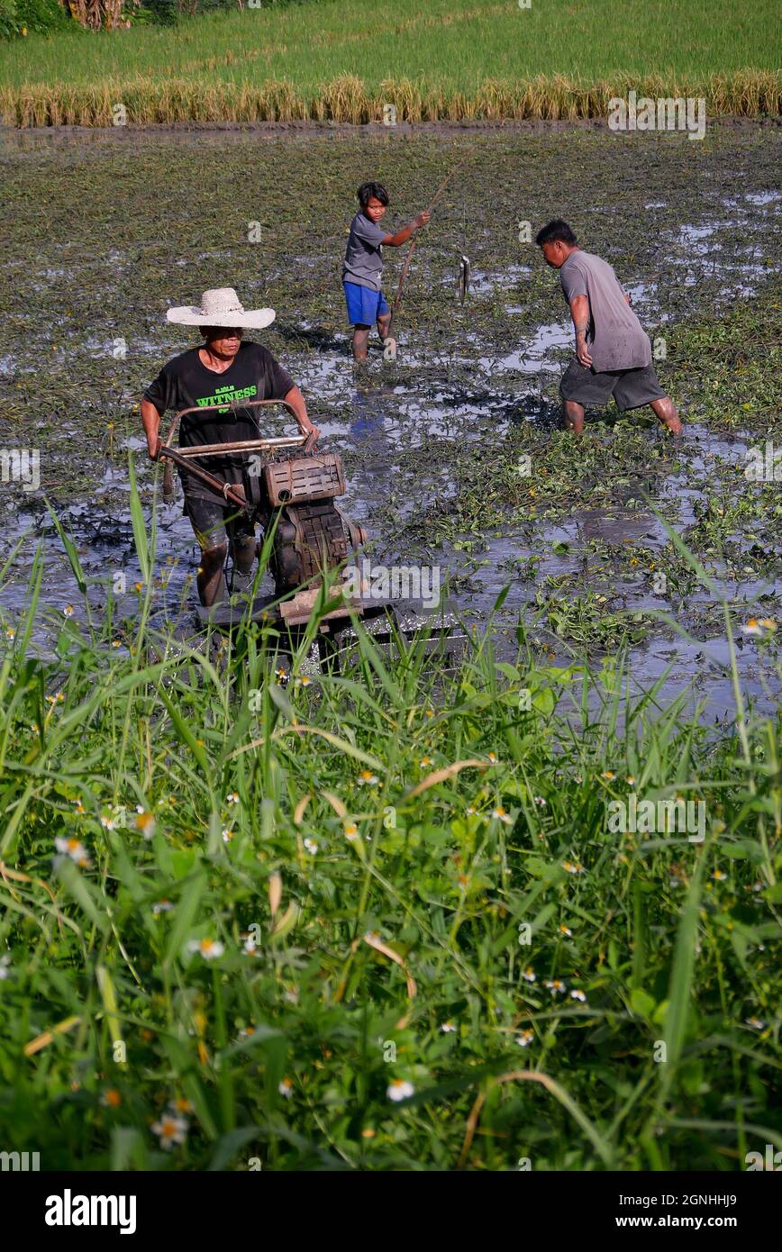 Taytay, Rizal, Philippines. 24th Sep, 2021. Two farmers and a boy on ...