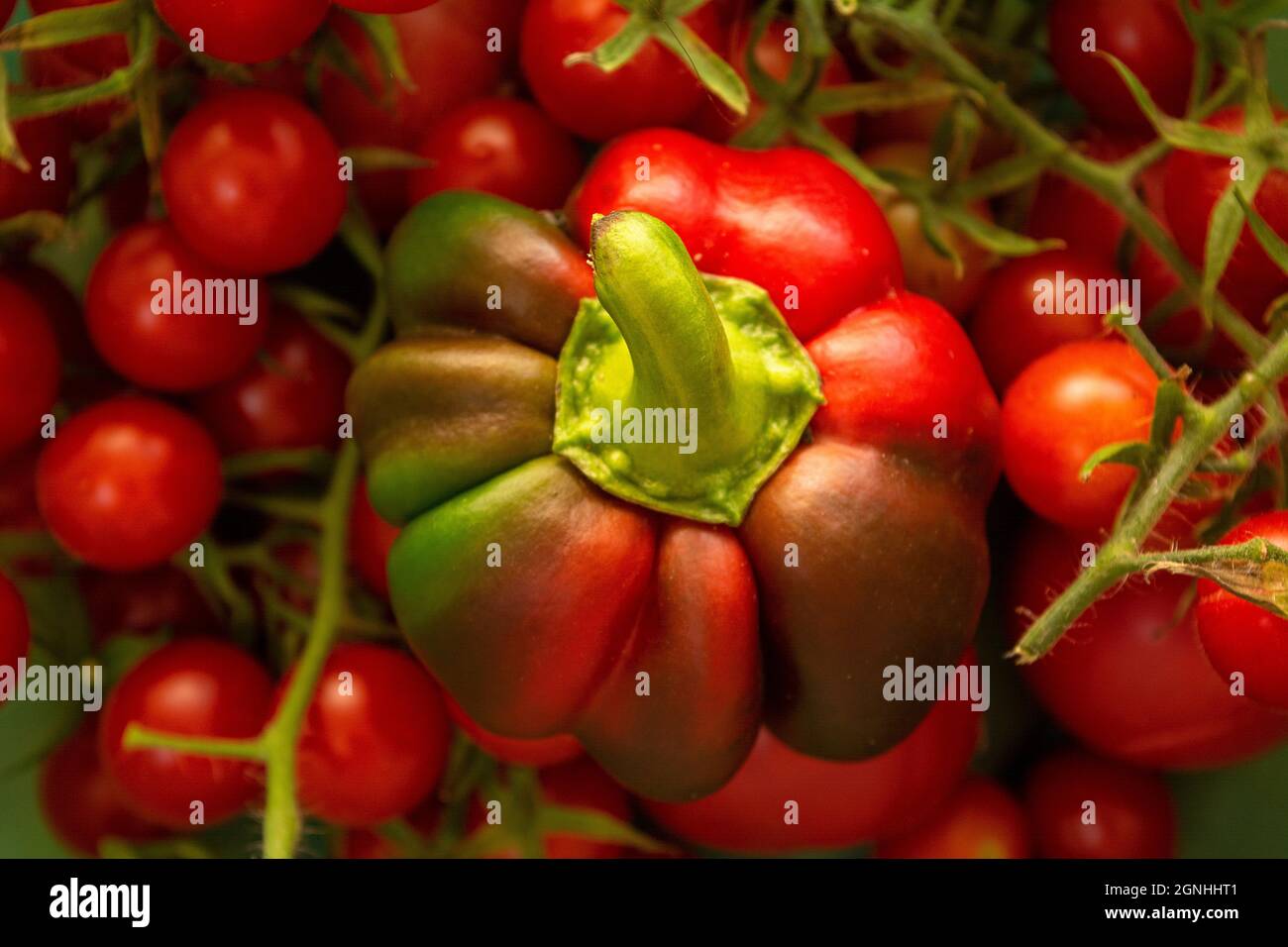 Romanian pepper bell with a cherry tomato and green background Stock ...