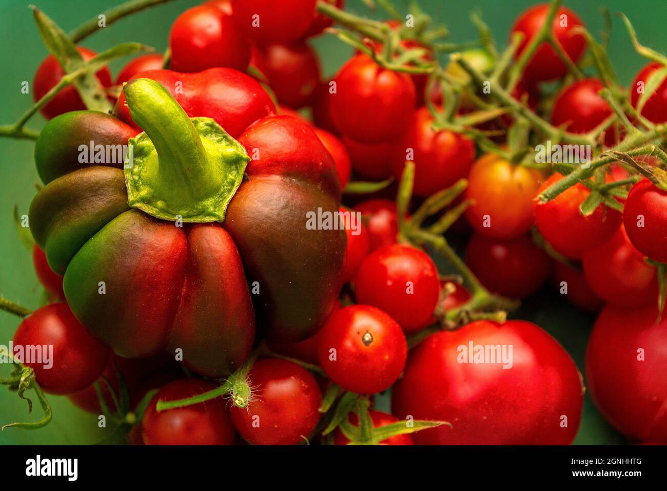 Romanian pepper bell with a cherry tomato and green background Stock ...