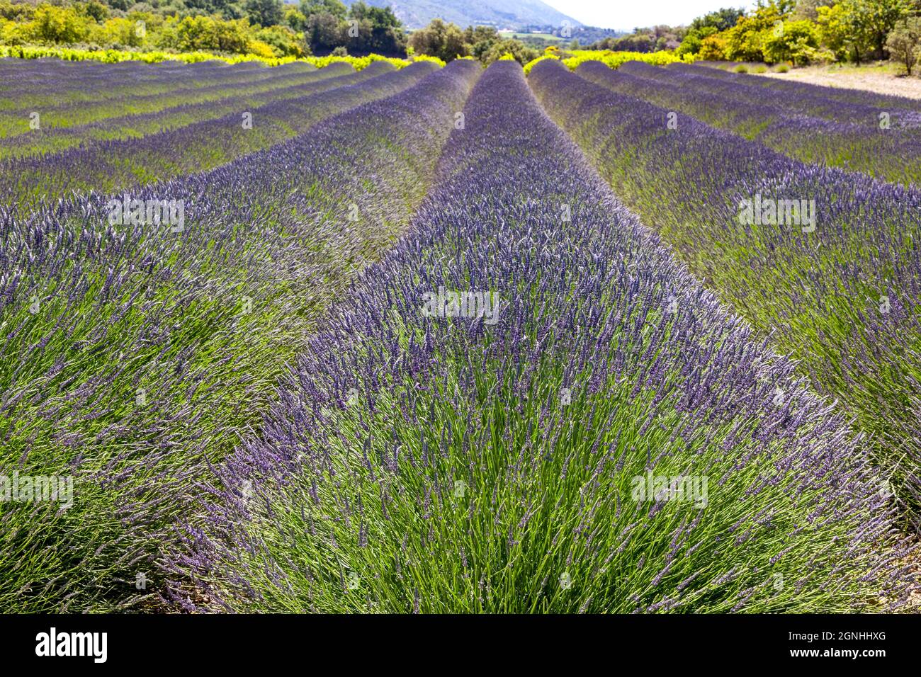 Lush lavender hi-res stock photography and images - Alamy