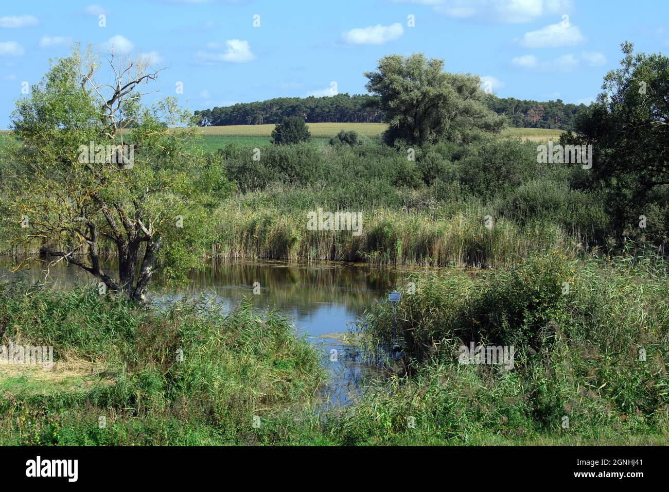 14 September 2021, Brandenburg, Beetzseeheide/Ot Ketzür: A small lake ...
