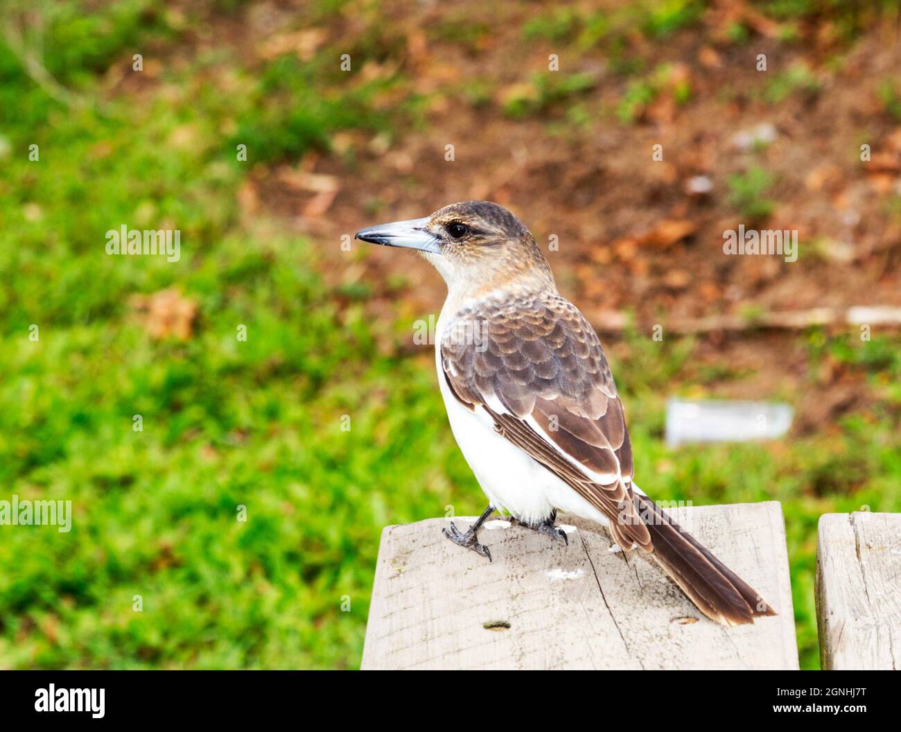 juvenile pied butcher bird Stock Photo - Alamy