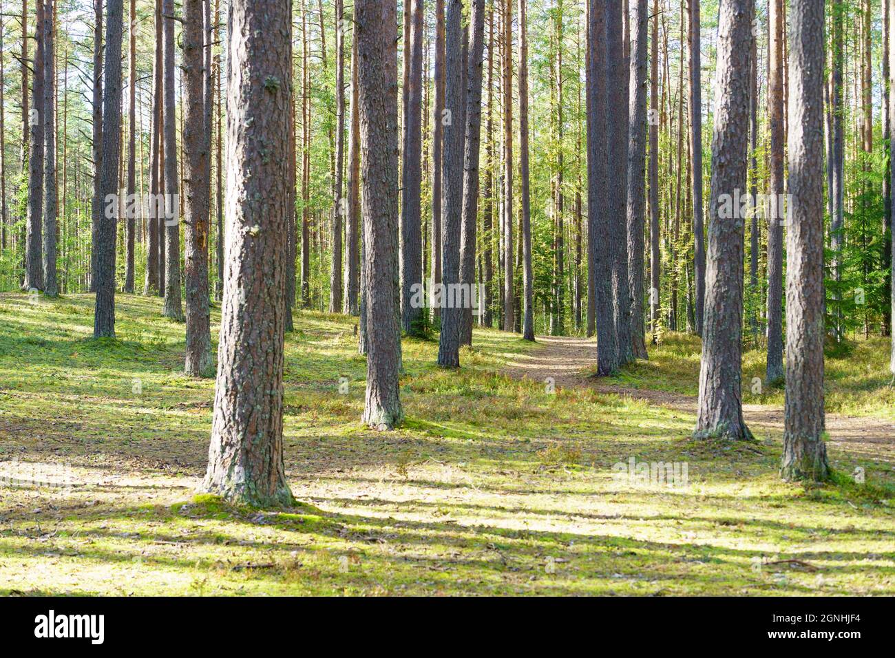 Landscape in pine spruce forest with sunlight Stock Photo - Alamy
