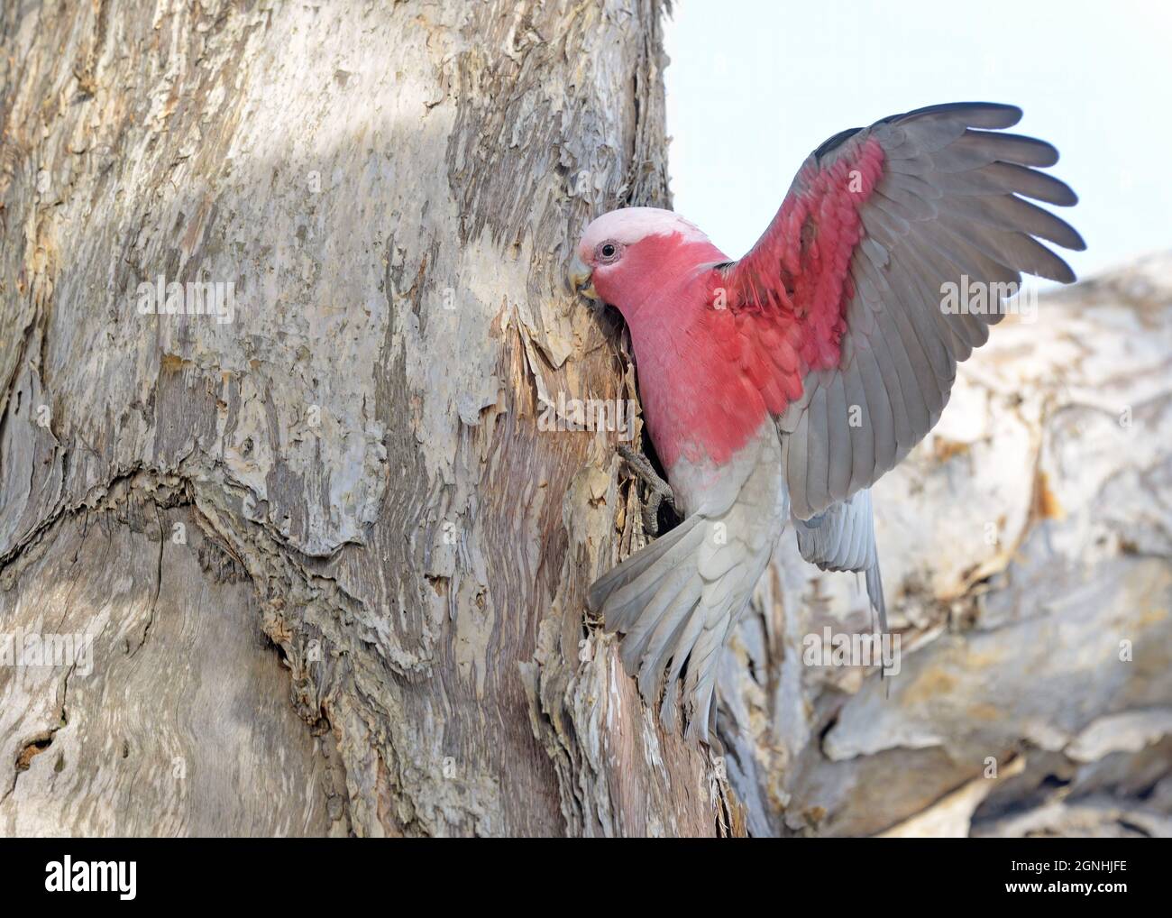 A Male Pink And Grey Galah Cockatoo At A Tree Hollow In The Wild In Nsw