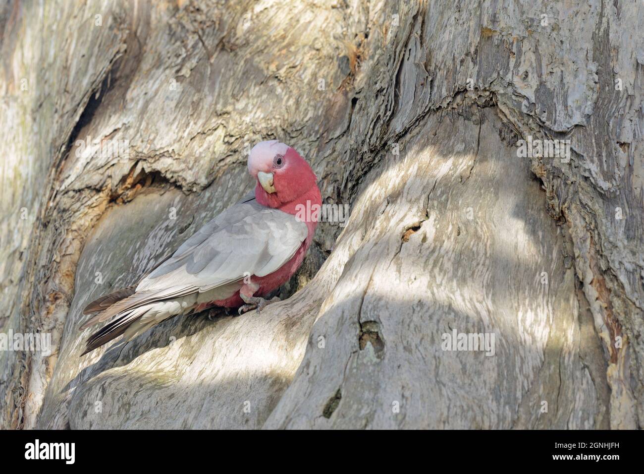 A male pink and grey Galah cockatoo at a tree hollow in the wild in NSW ...