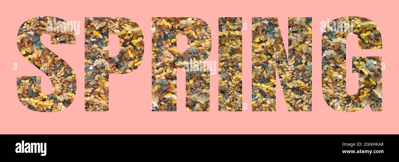 Spring letter of autumn leaves on pastel pink background for design in ...