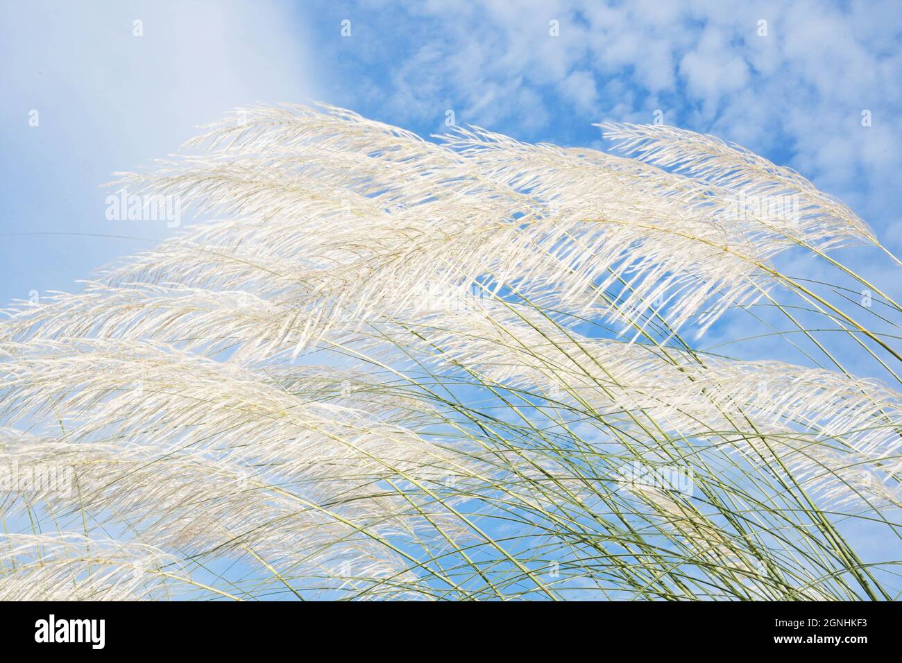 Saccharum spontaneum in Bangladesh Stock Photo - Alamy