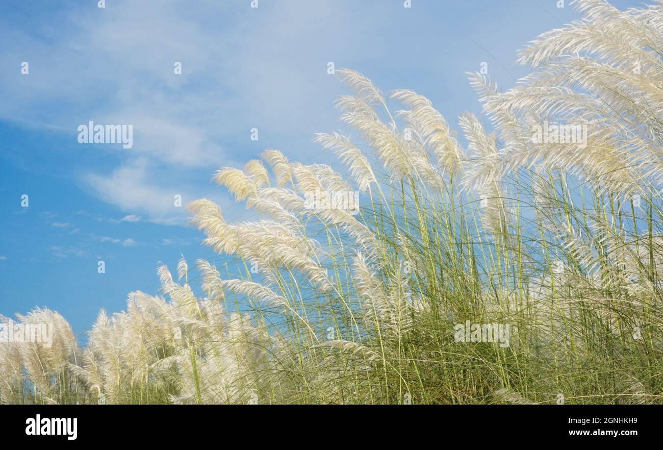 Saccharum spontaneum hi-res stock photography and images - Alamy