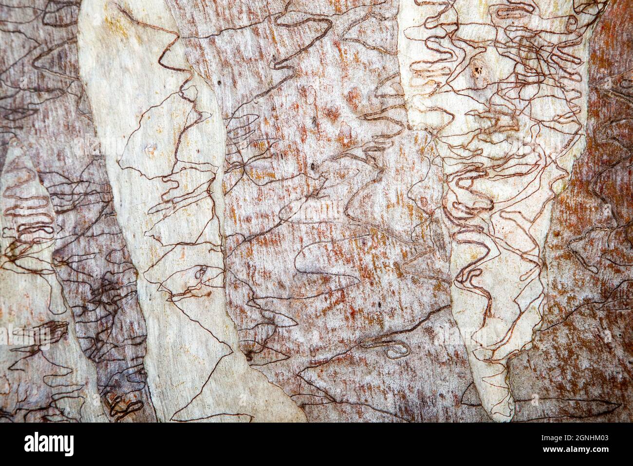 Scribbly gum is a name given to a variety of different Australian ...