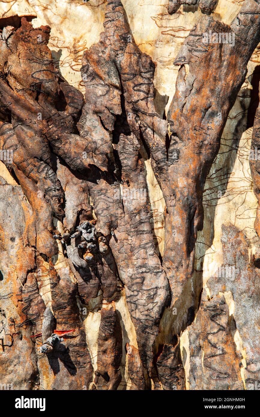 Scribbly gum is a name given to a variety of different Australian ...