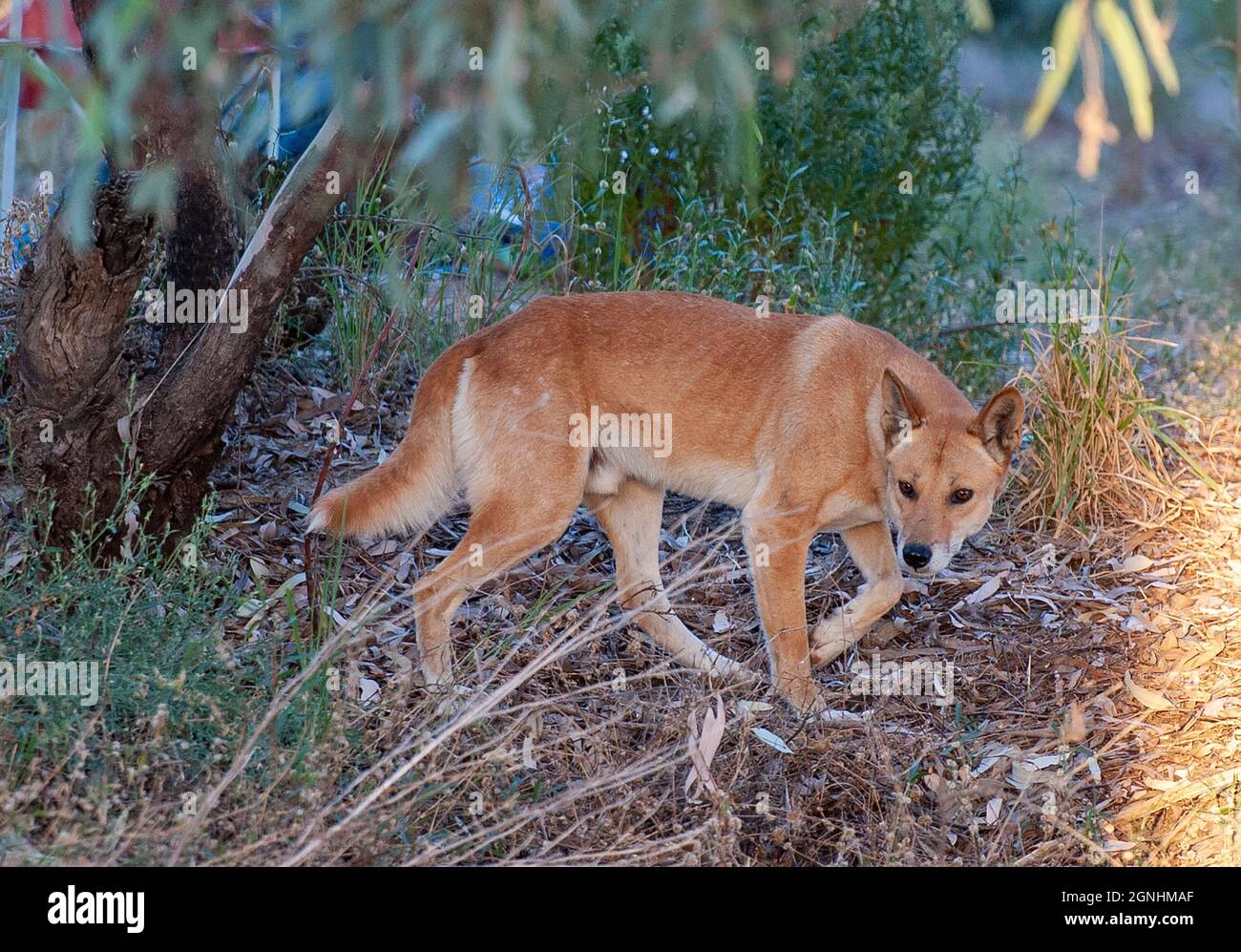 Dingo outback hi-res stock photography and images - Alamy