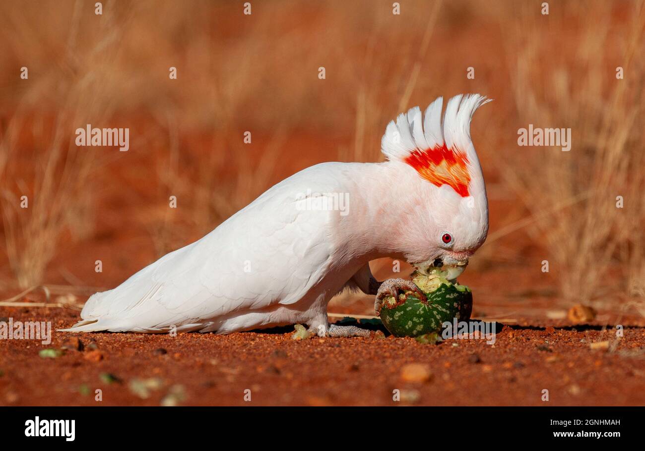 Major mitchell hi-res stock photography and images - Alamy