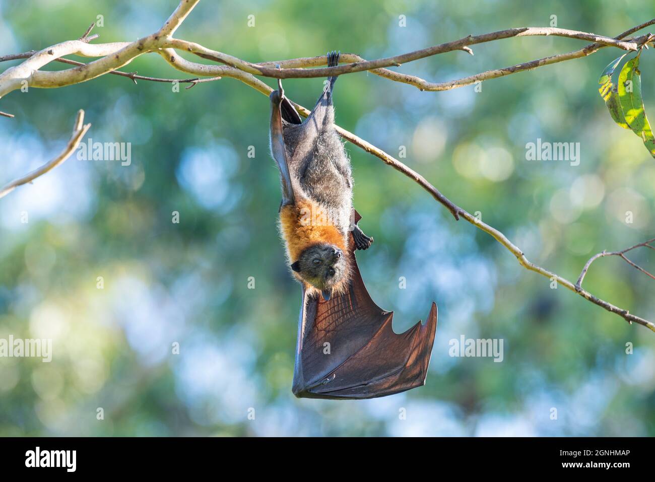 Grey headed flying fox colony in the Sydney suburb of Gladesville, New ...