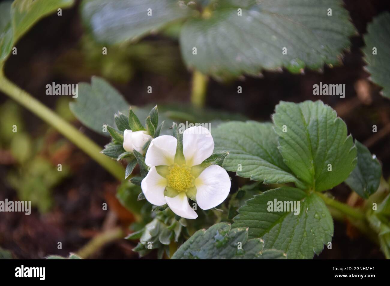 A strawberry plant flowering in a garden in Oregon Stock Photo - Alamy