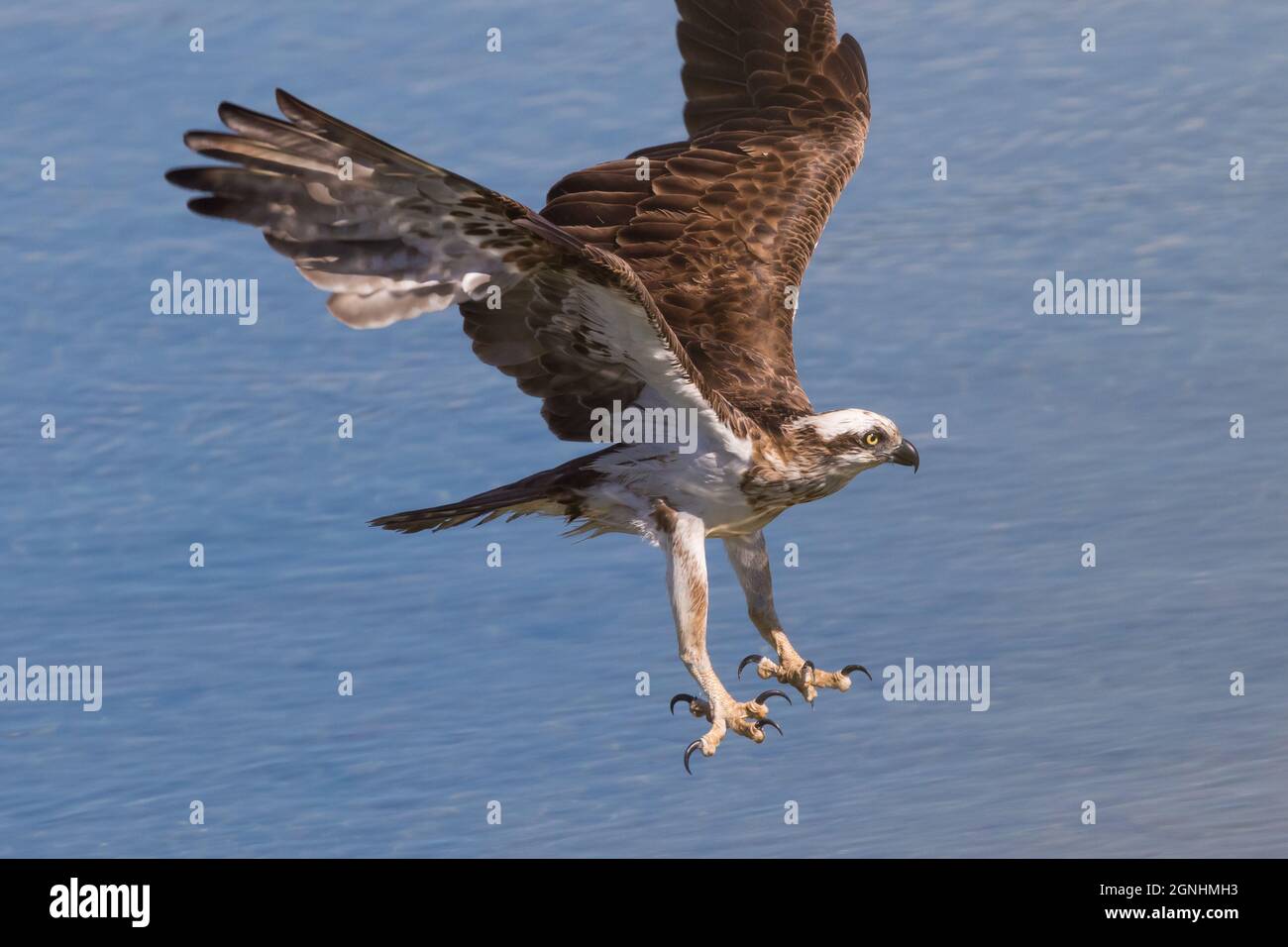 Ospreys catching fish hi-res stock photography and images - Alamy