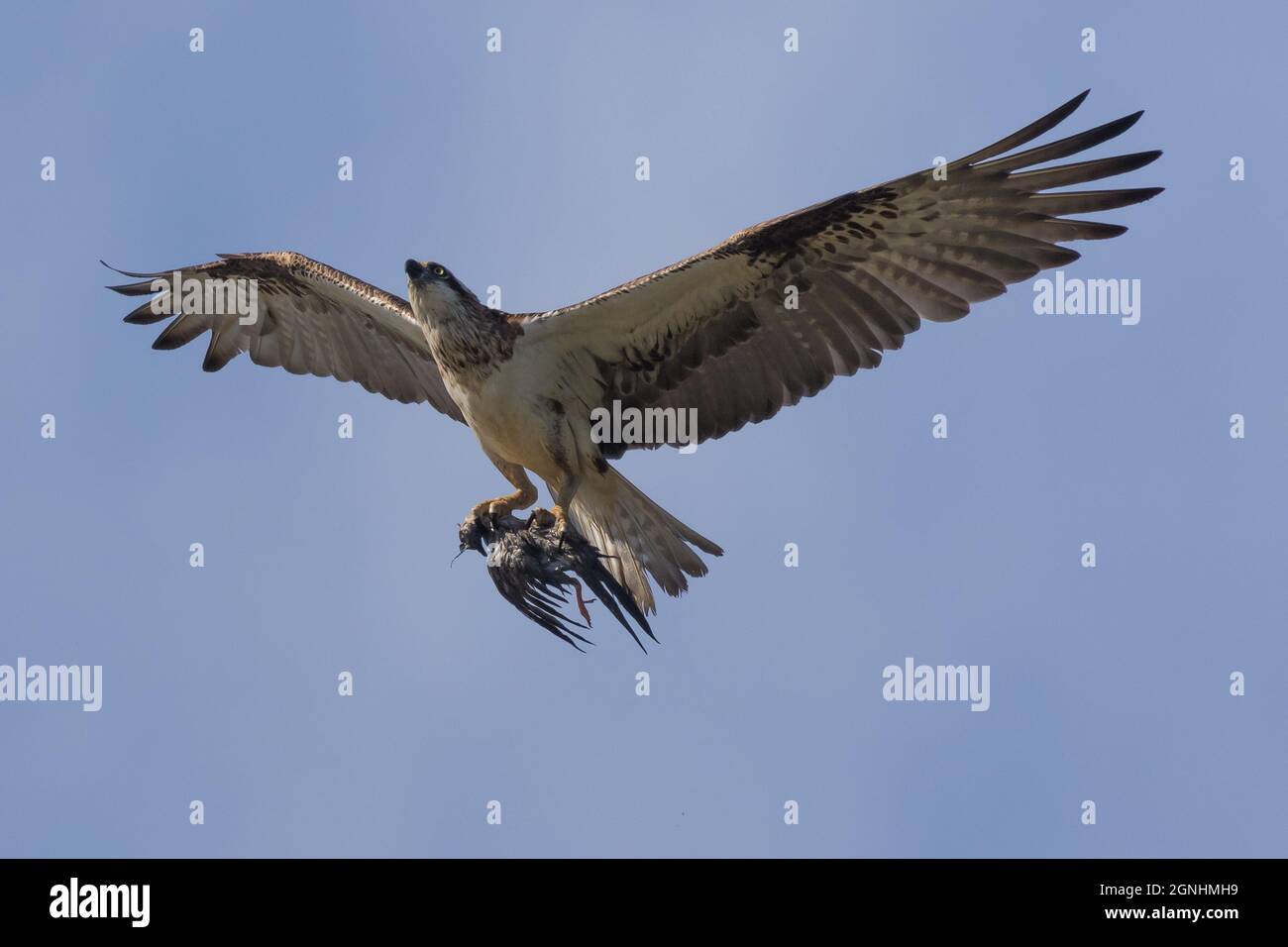 Osprey fishing with talons forward catching a fish and a water bird ...