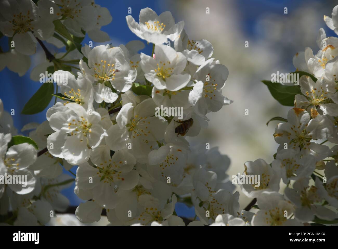 Crabapple trees blossoming in Oregon Stock Photo - Alamy