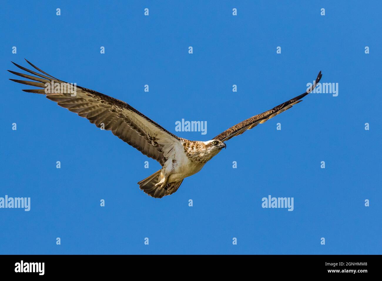 Osprey in flight with wings outstretched Stock Photo - Alamy