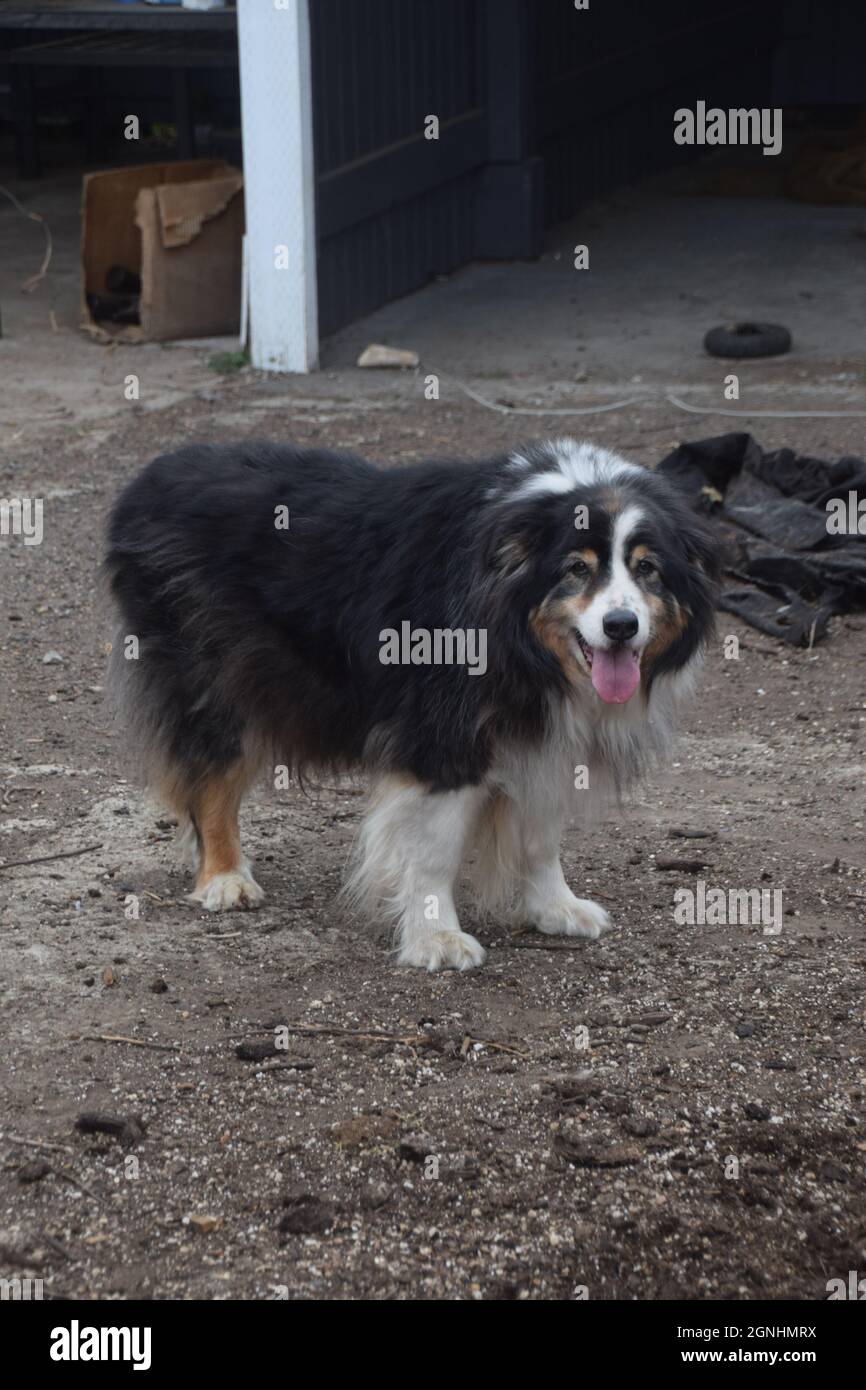 An elderly Australian Shepherd Stock Photo - Alamy