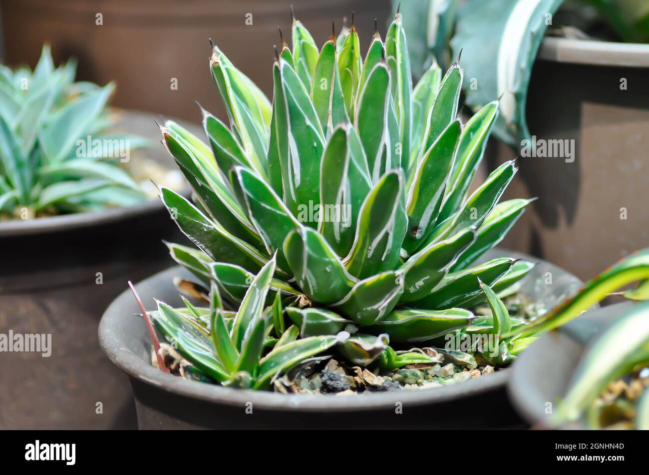 Agave americana indoor hi-res stock photography and images - Alamy