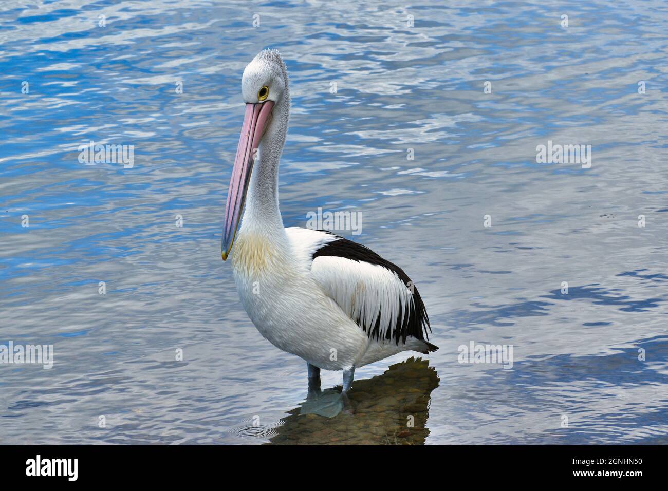 Australian pelican standing on hi-res stock photography and images - Alamy