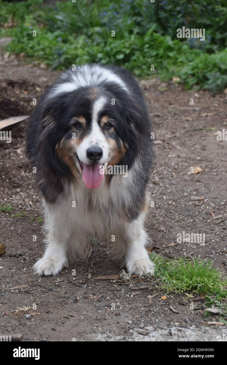An elderly Australian Shepherd Stock Photo - Alamy