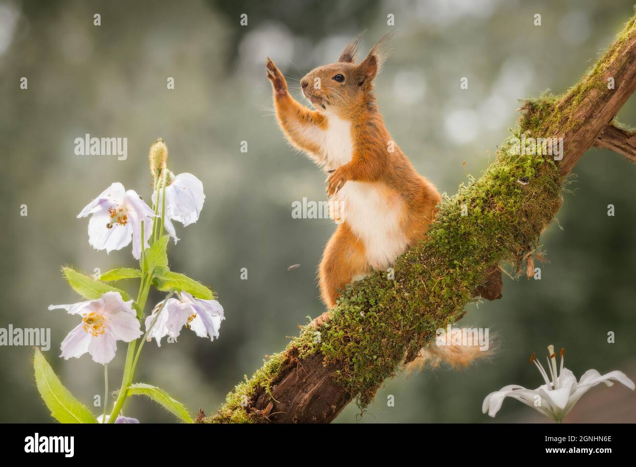 close up of red squirrel reaching out standing on branch with moss with ...