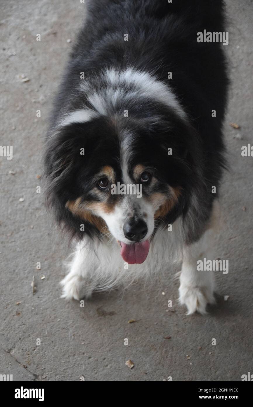 An elderly Australian Shepherd Stock Photo - Alamy