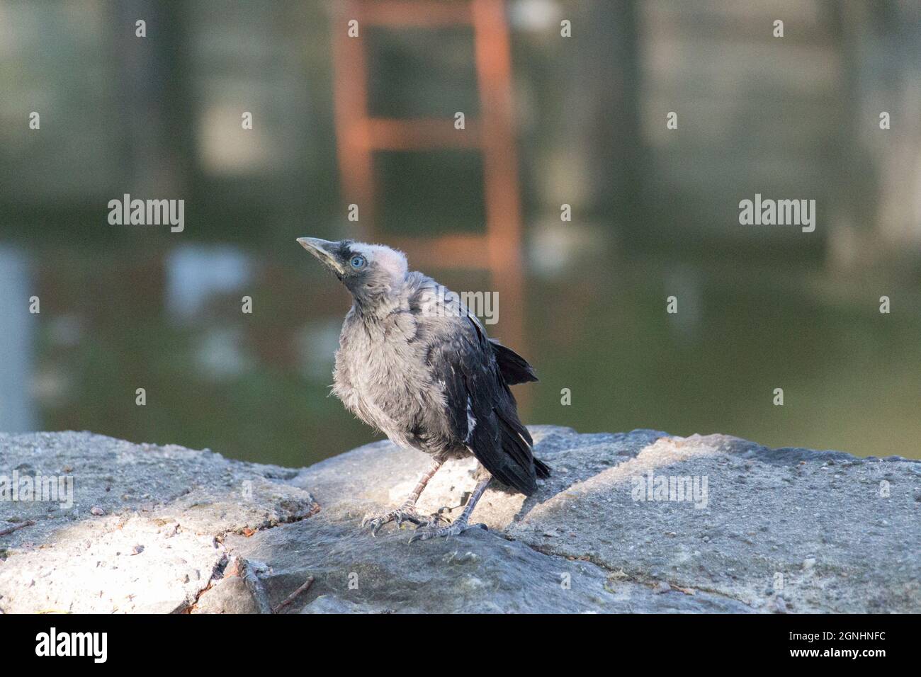 The view of blackbird sitting on the stone under sunlight Stock Photo ...