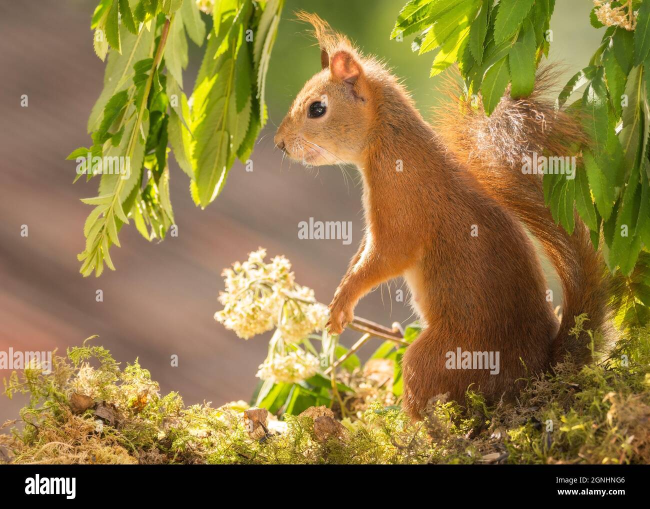 profile of red squirrel standing between flowers and leaves Stock Photo ...