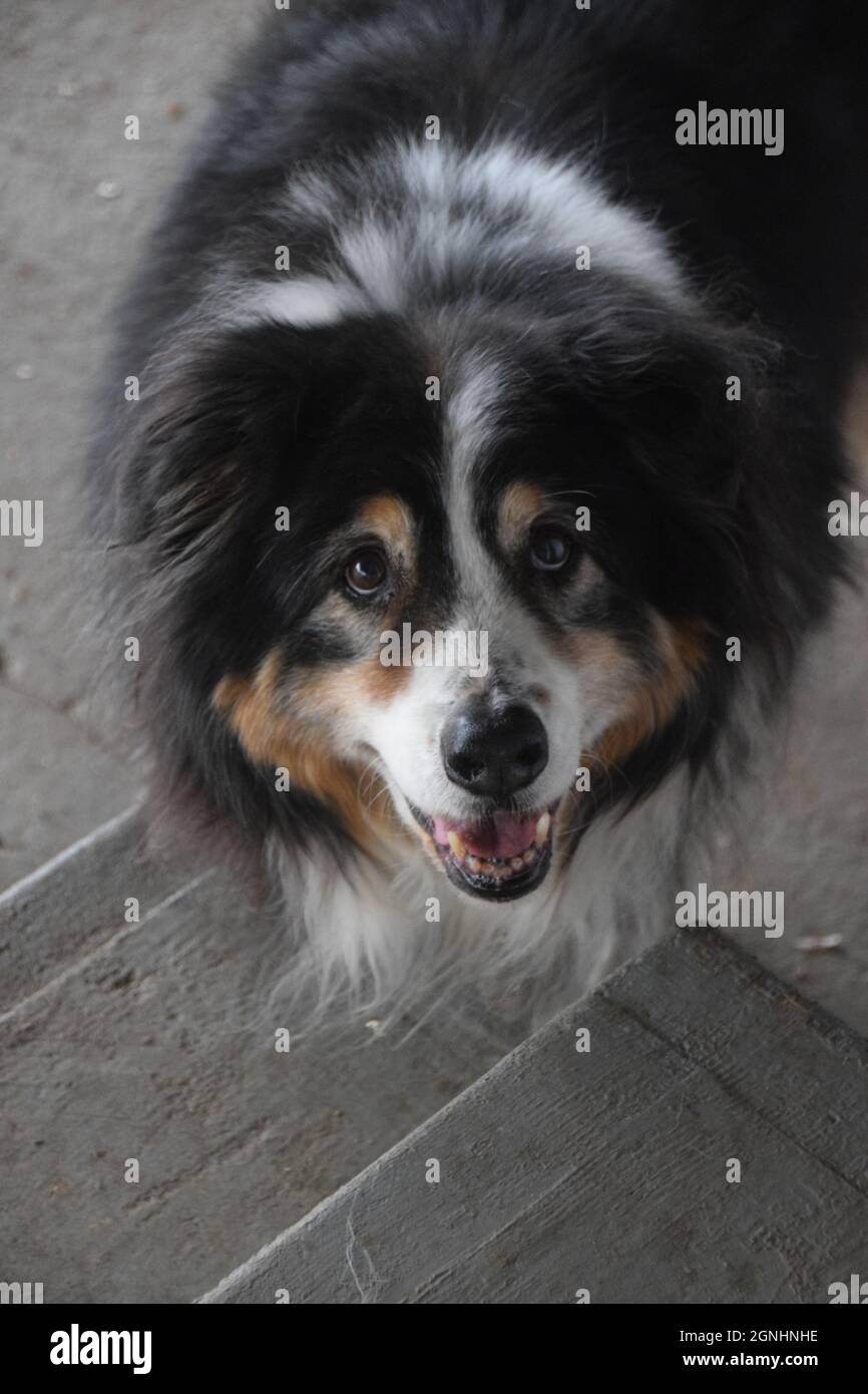 Australian short haired hi-res stock photography and images - Alamy