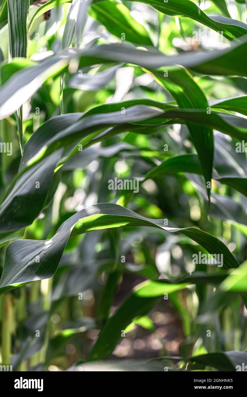 Young green corn growing on the field, background. Texture from young ...
