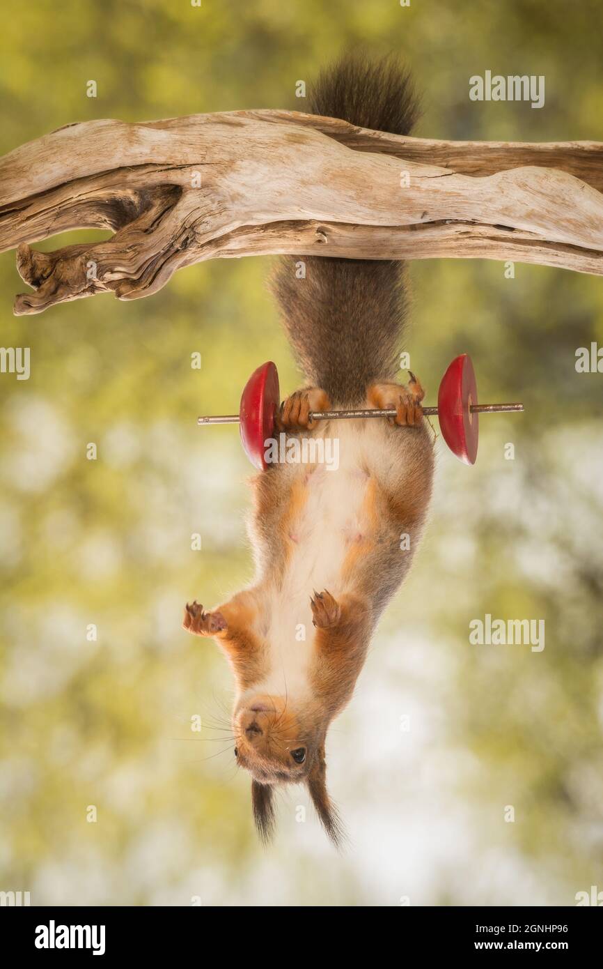 red squirrel hanging upside down and holding a weight object Stock ...