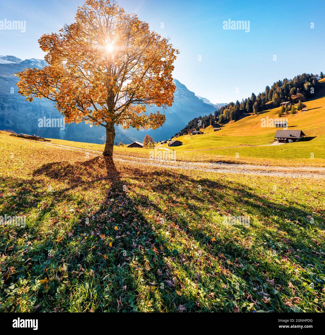 Golden tree on the Grindelwald village valley. Splendid morning view of ...