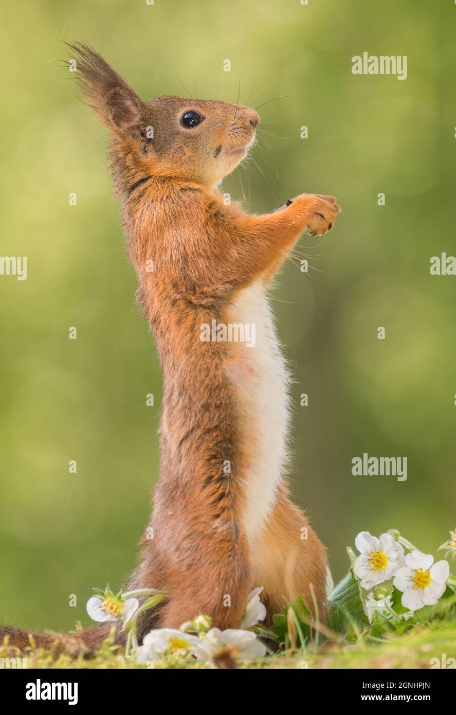 profile of red squirrel standing on flowers looking in distance Stock ...