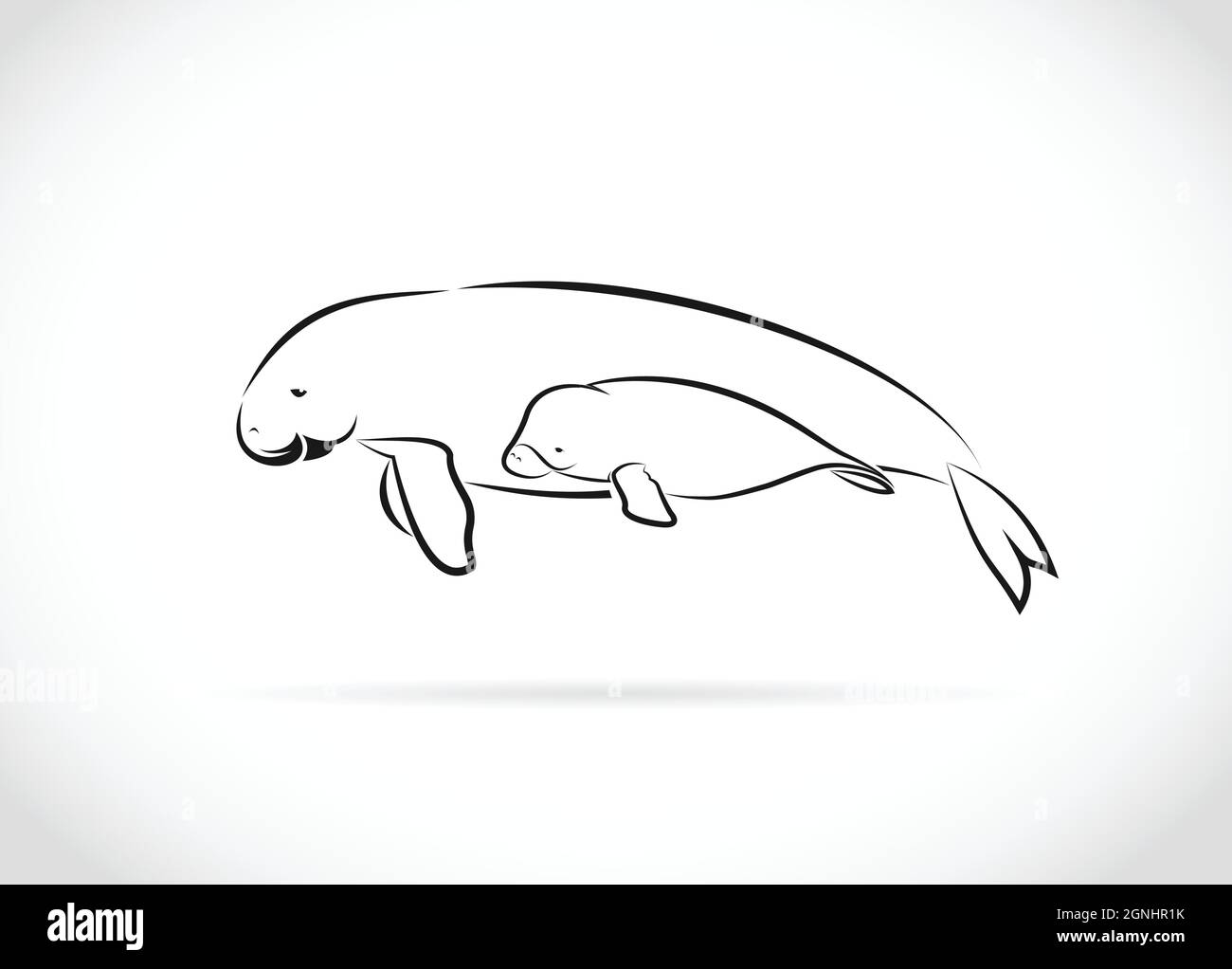 Dugong swimming hi-res stock photography and images - Alamy