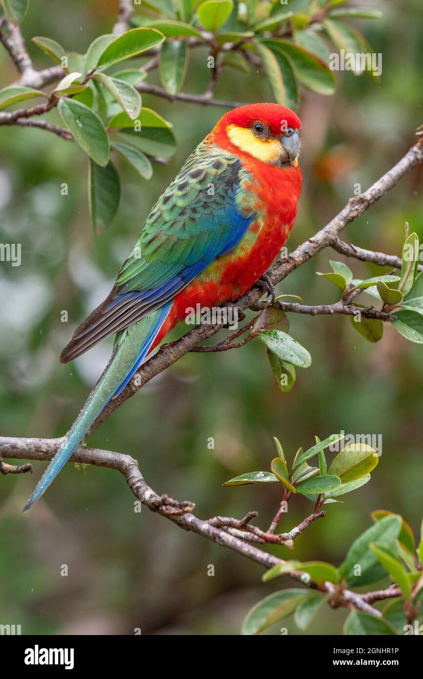 Western rosella platycercus icterotis smallest hi-res stock photography ...